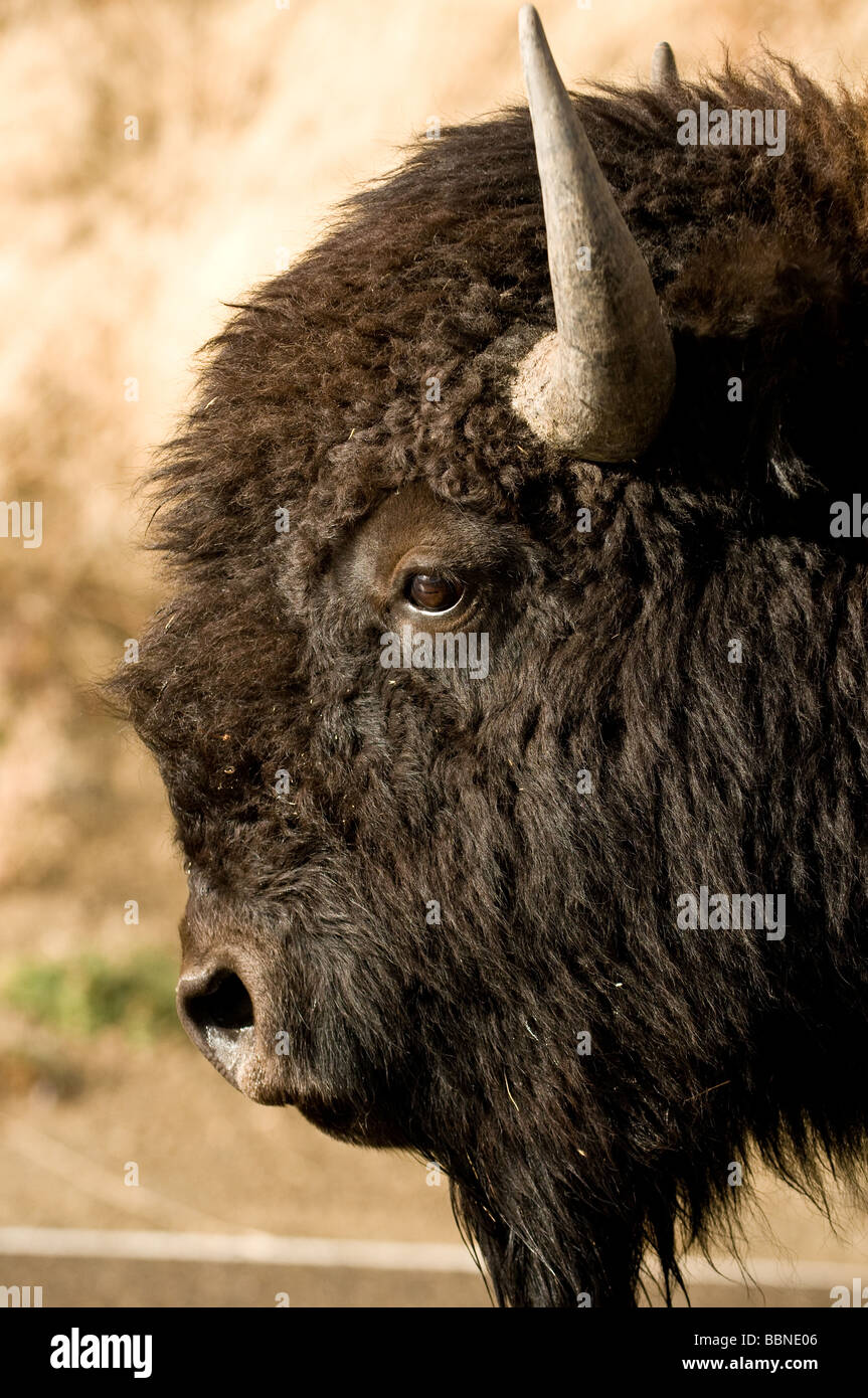 American buffalo hi-res stock photography and images - Alamy