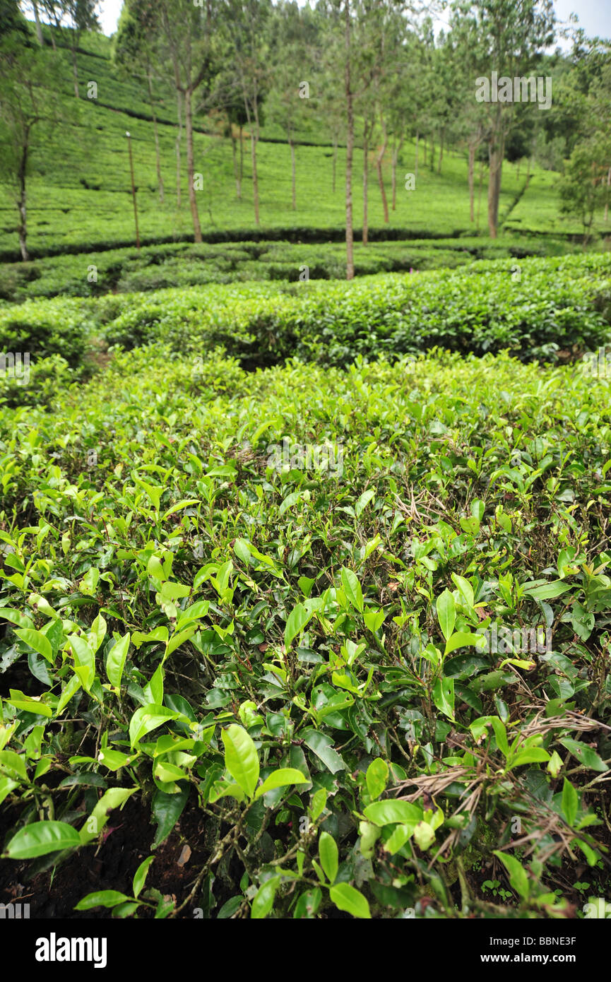 Tea plants growing hi-res stock photography and images - Alamy