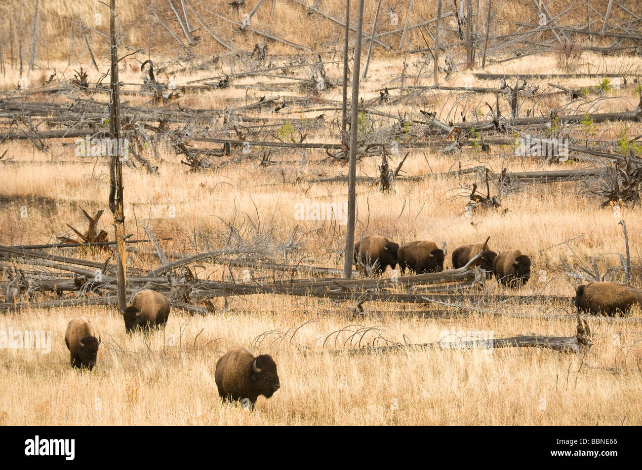 Bison bison herd walking hi-res stock photography and images - Alamy Bison bison herd walking hi-res stock photography and images - Alamy