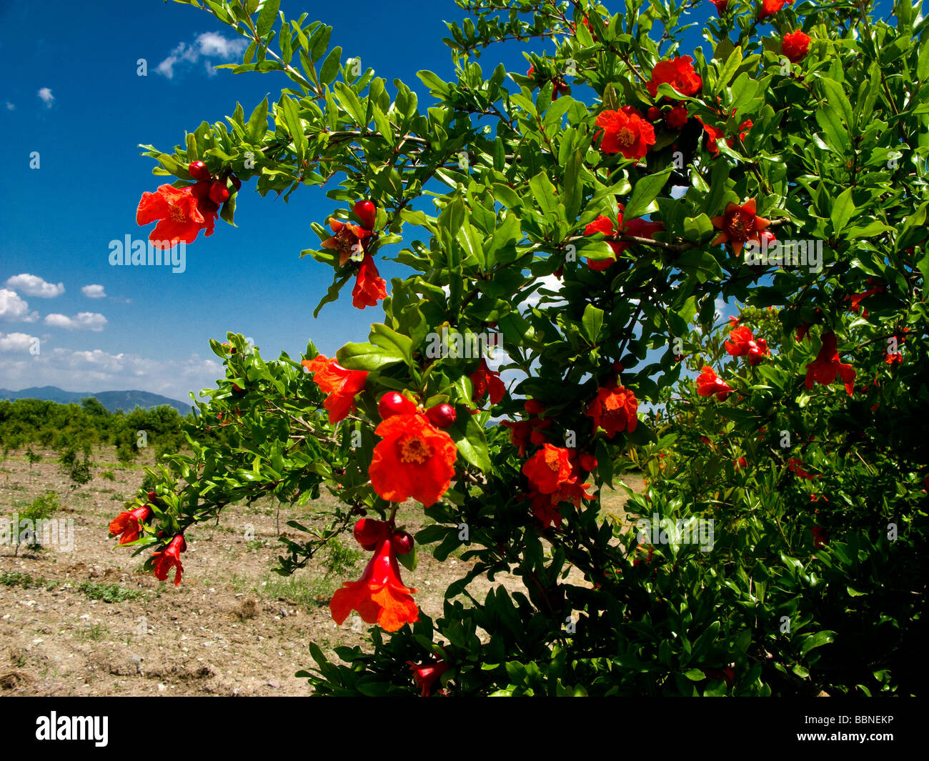 Pomegranate tree hi-res stock photography and images - Alamy