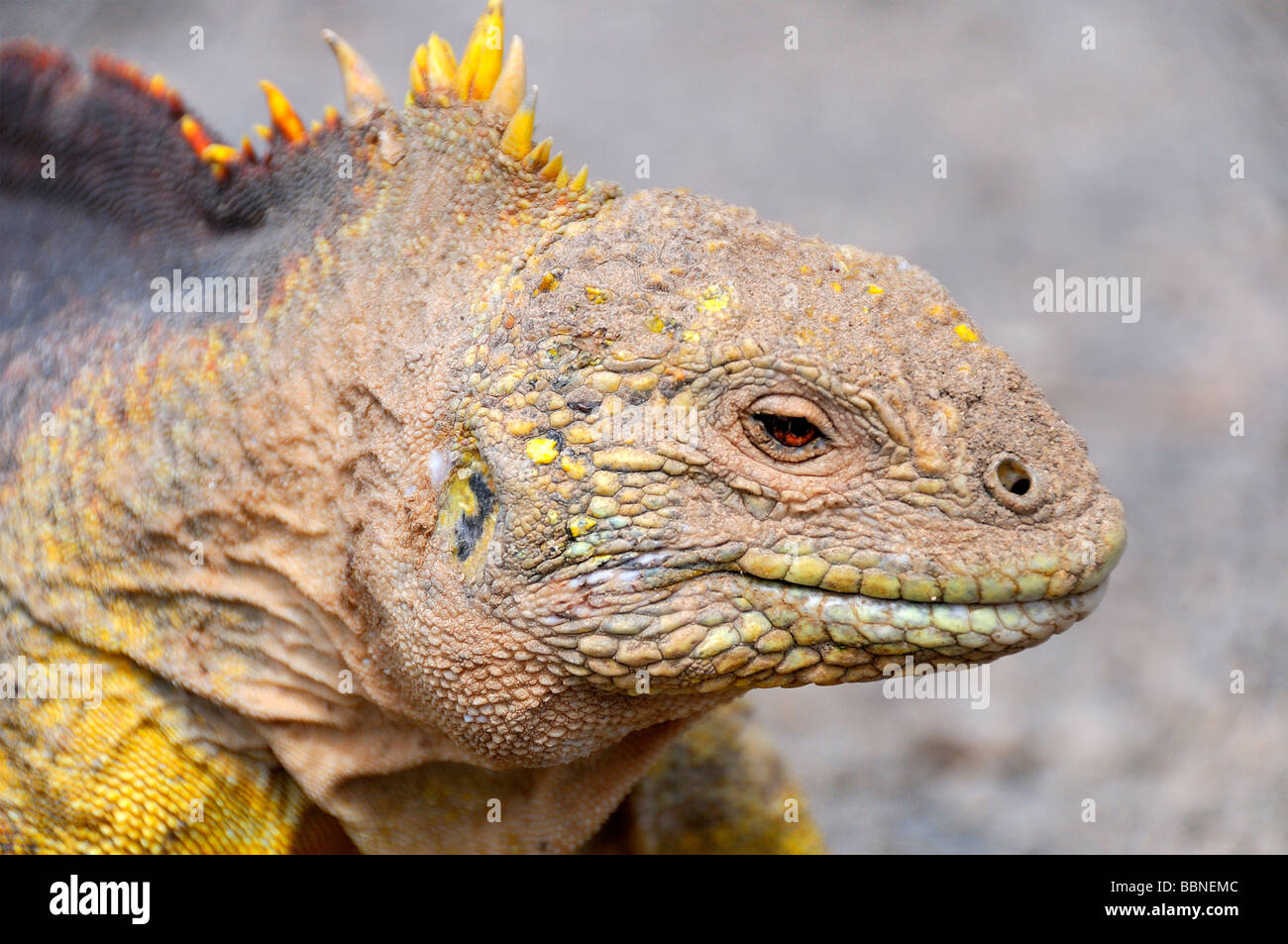 Galapagos Land Iguanas Stock Photo - Alamy
