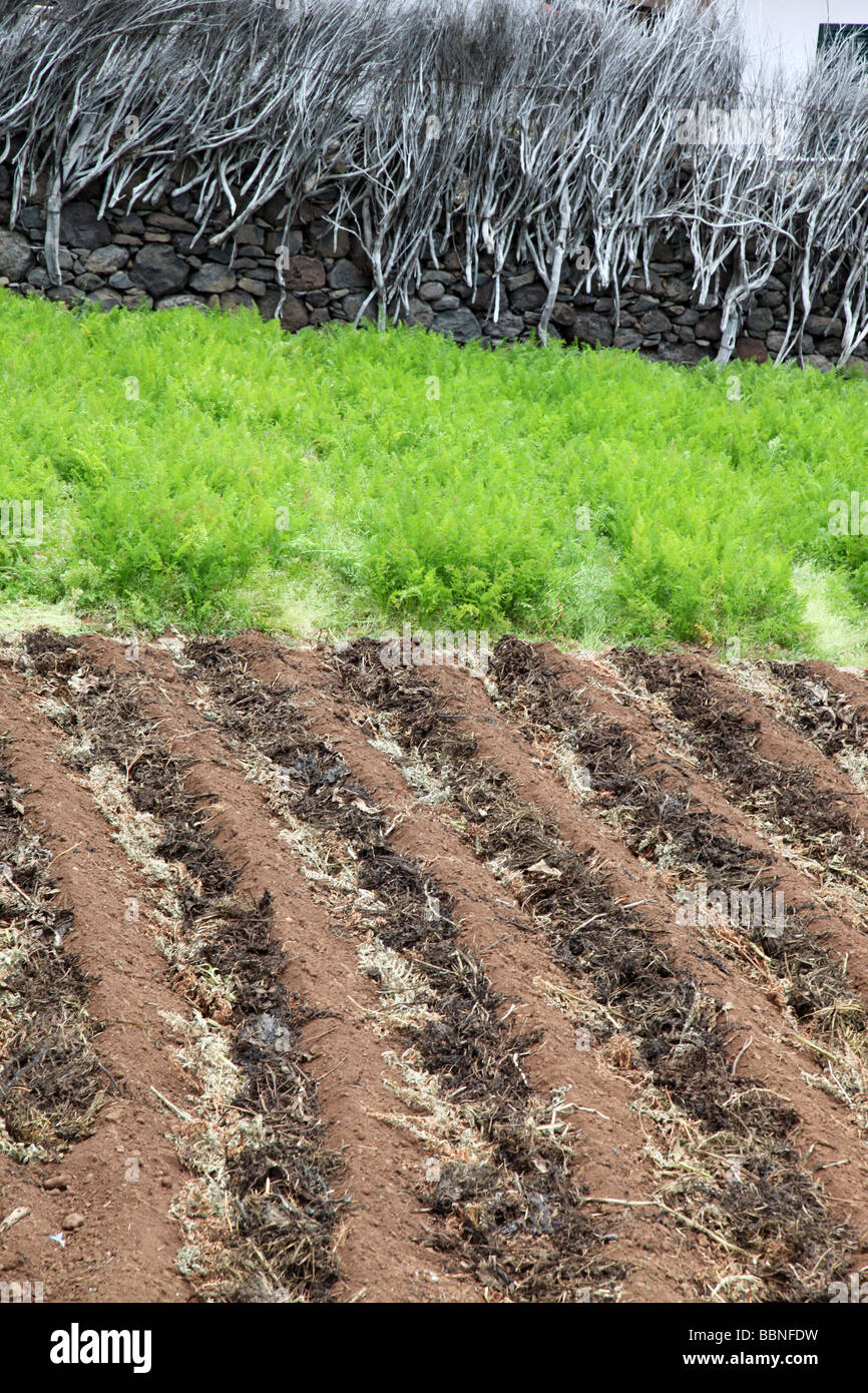 windbreaks erected to protect the crops from salt laden winds Porto ...