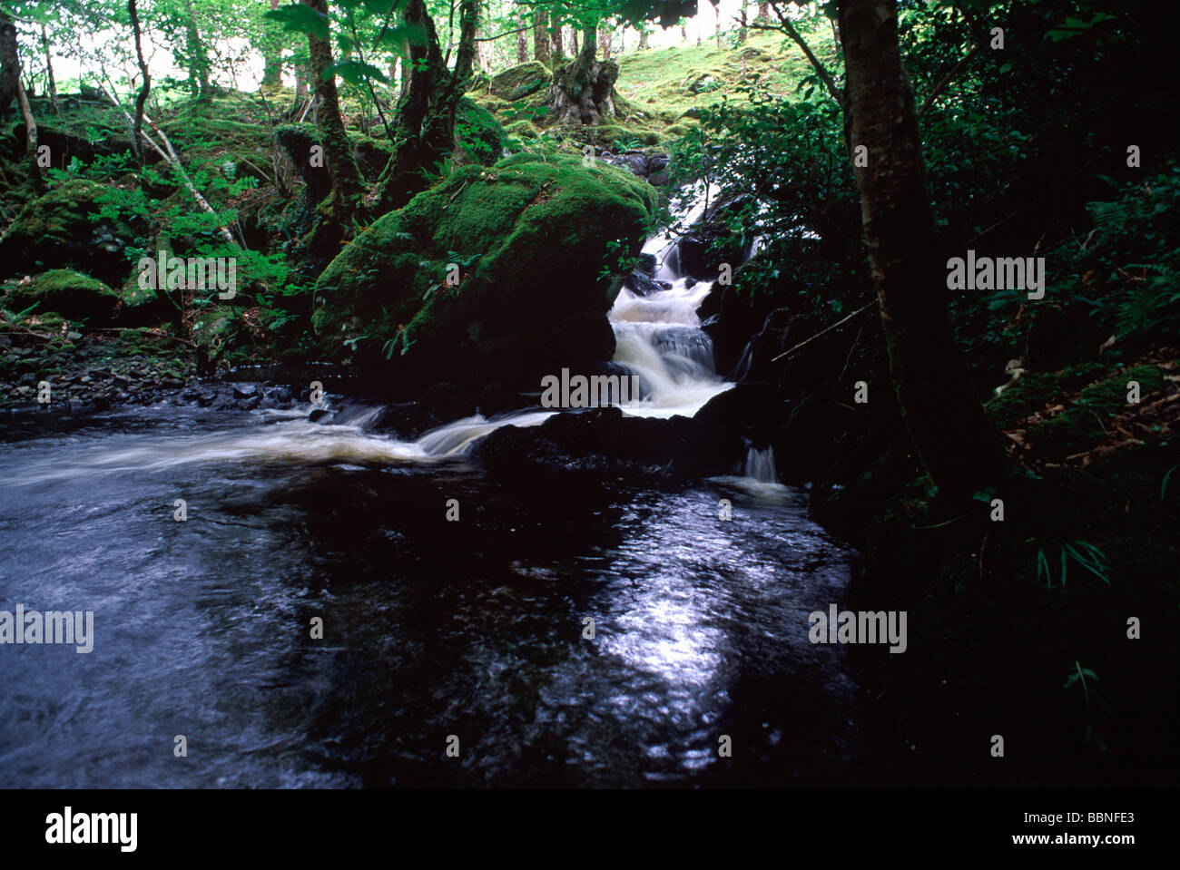 Stream and waterfall in an ancient forest Stock Photo - Alamy