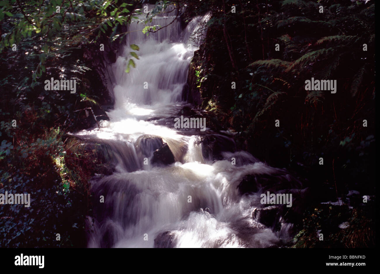 Dark waterfall in ancient forest hi-res stock photography and images ...