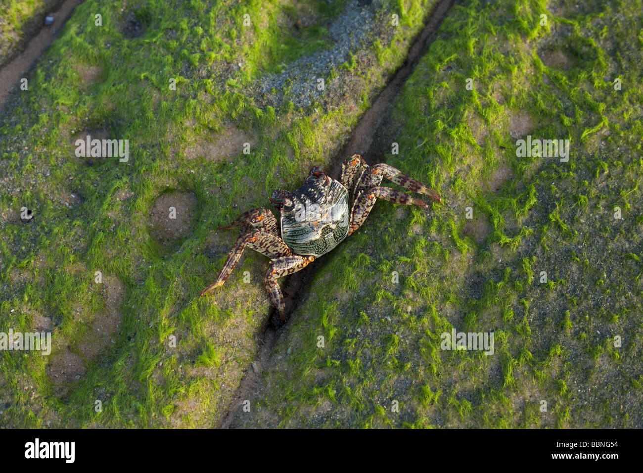 Live crab resting on mossy rock Stock Photo - Alamy