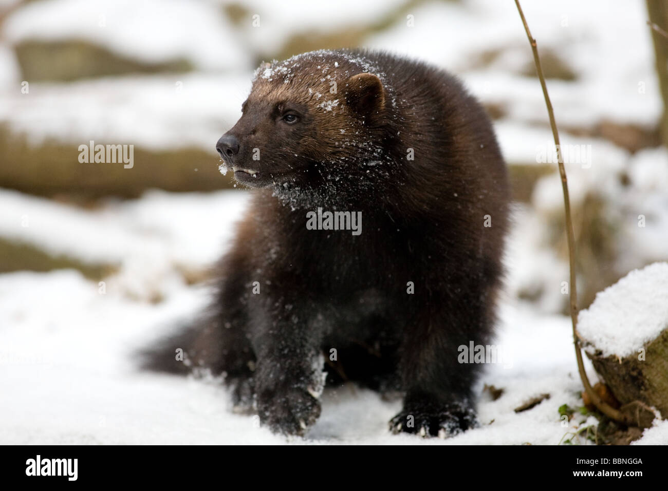 Wolverine glutton carcajou gulo gulo hi-res stock photography and ...