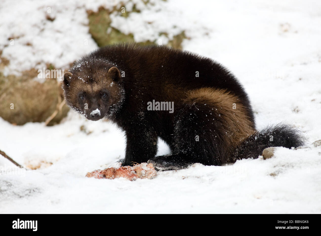 Wolverine glutton carcajou gulo gulo hi-res stock photography and ... Wolverine glutton carcajou gulo gulo hi-res stock photography and ...
