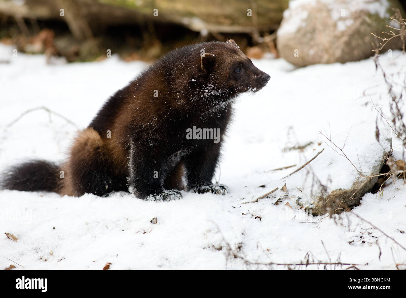 Wolverine glutton carcajou gulo gulo hi-res stock photography and ...