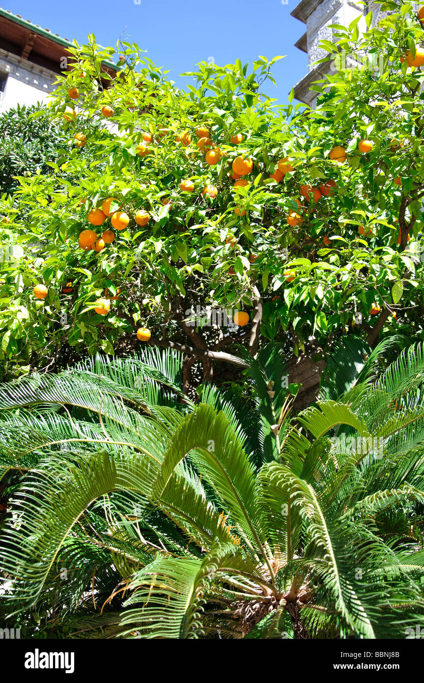 Orange tree, Placa de Sa Constitucio, Soller, Soller Municipality ...