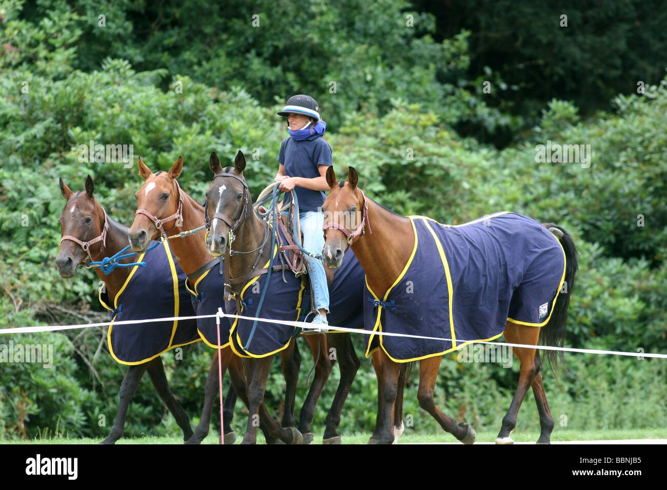 Polo pony ponies horses hi-res stock photography and images - Alamy