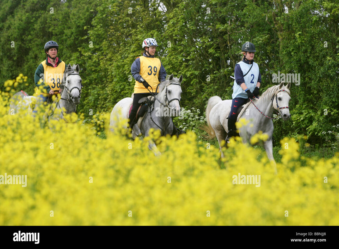 Endurance riding through the flowers Stock Photo - Alamy