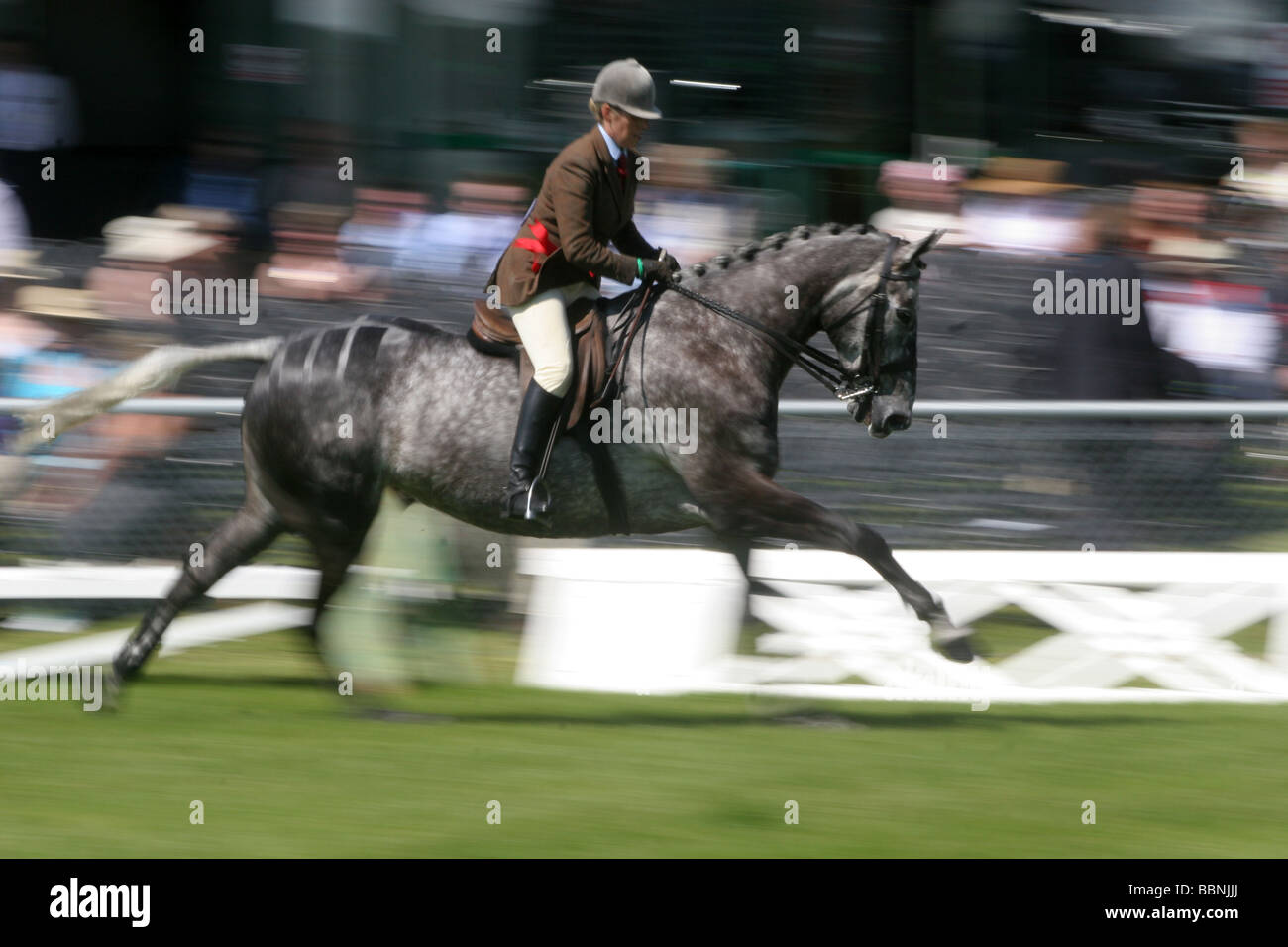 Ridden hunter being judged at a County show Stock Photo - Alamy