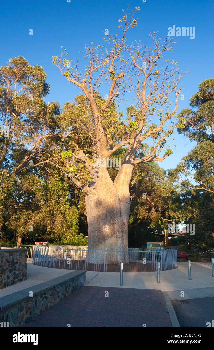 Boab Tree in King's Park, Perth, Western Australia Stock Photo - Alamy