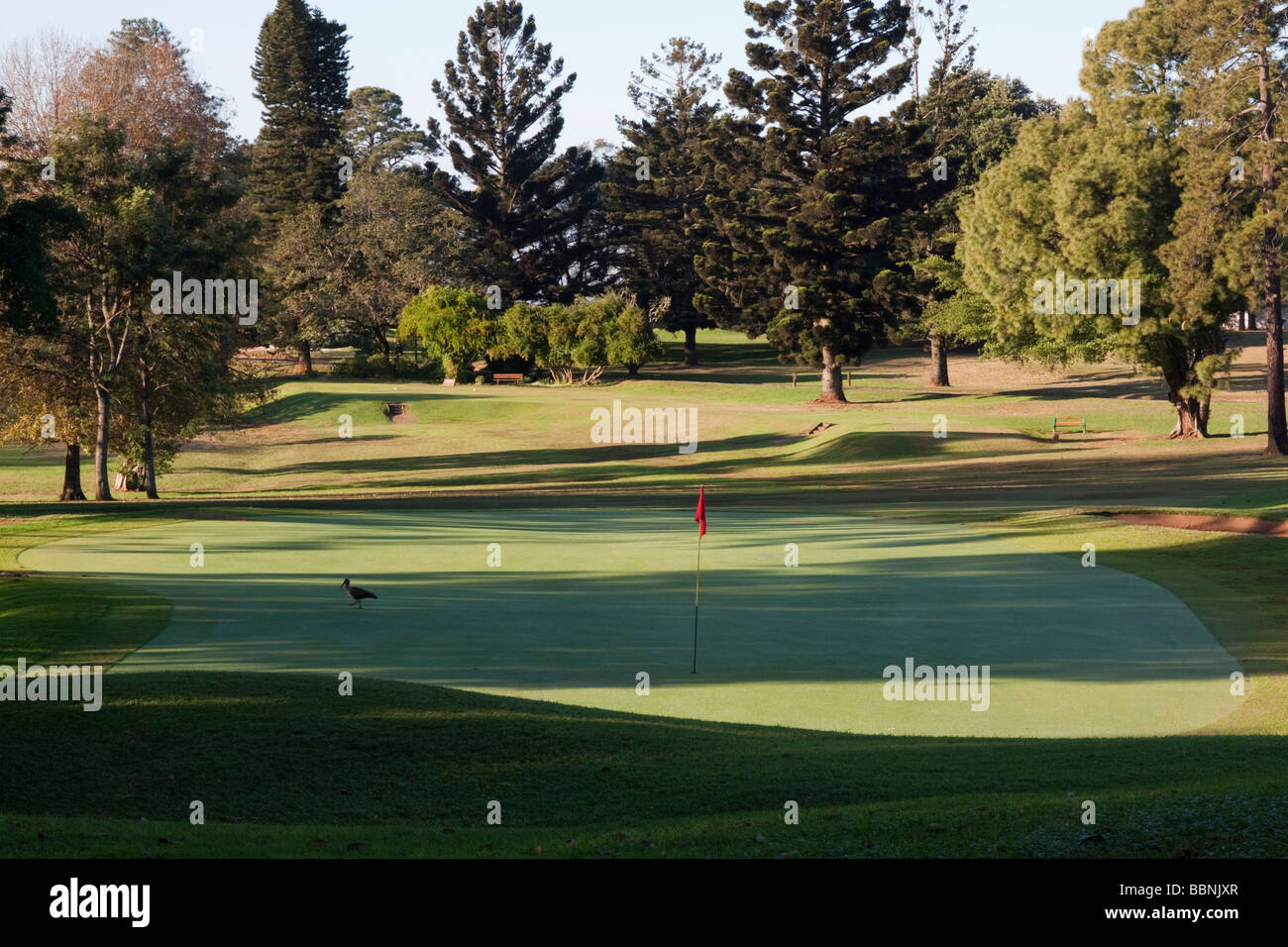 Birdie the early bird hi-res stock photography and images - Alamy