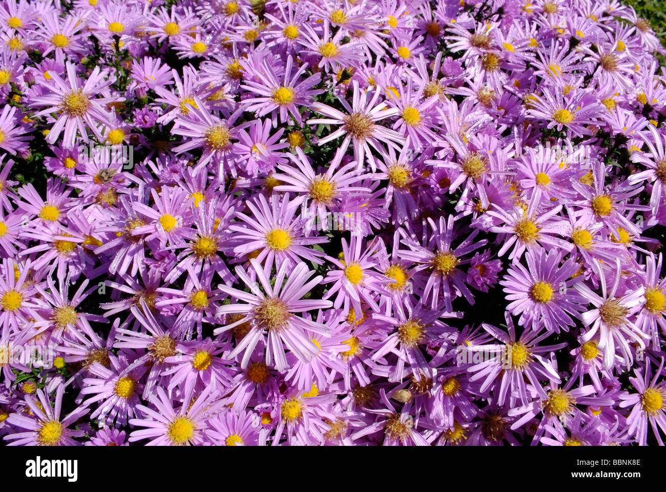 beautiful flowers aster nature closeup Stock Photo - Alamy