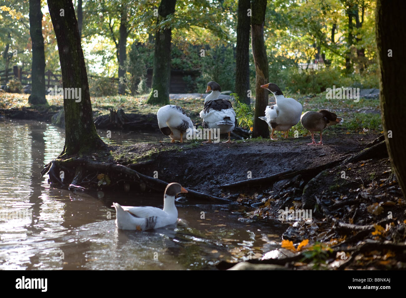 Scania goose hi-res stock photography and images - Alamy
