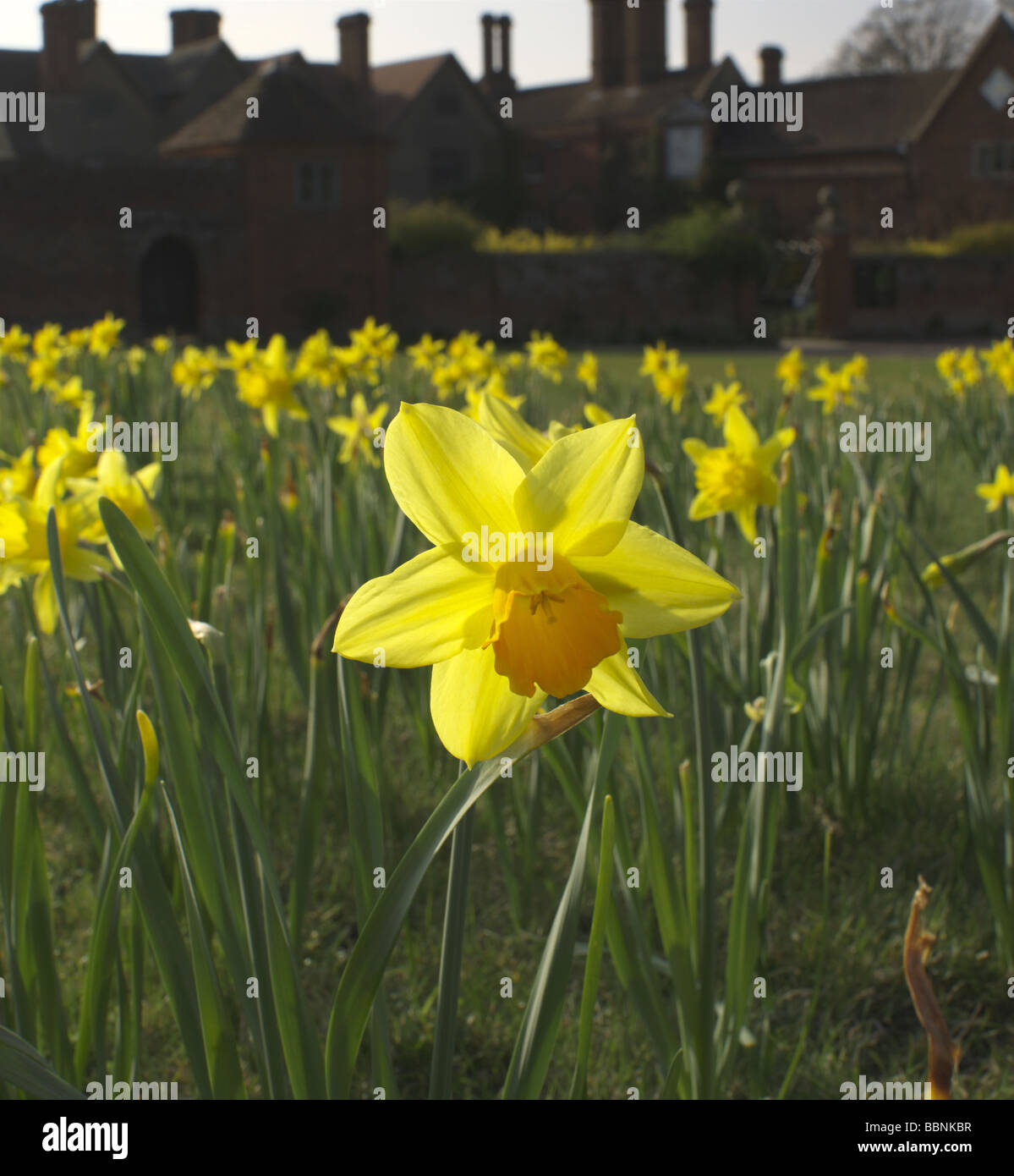 Dafodills hi-res stock photography and images - Alamy