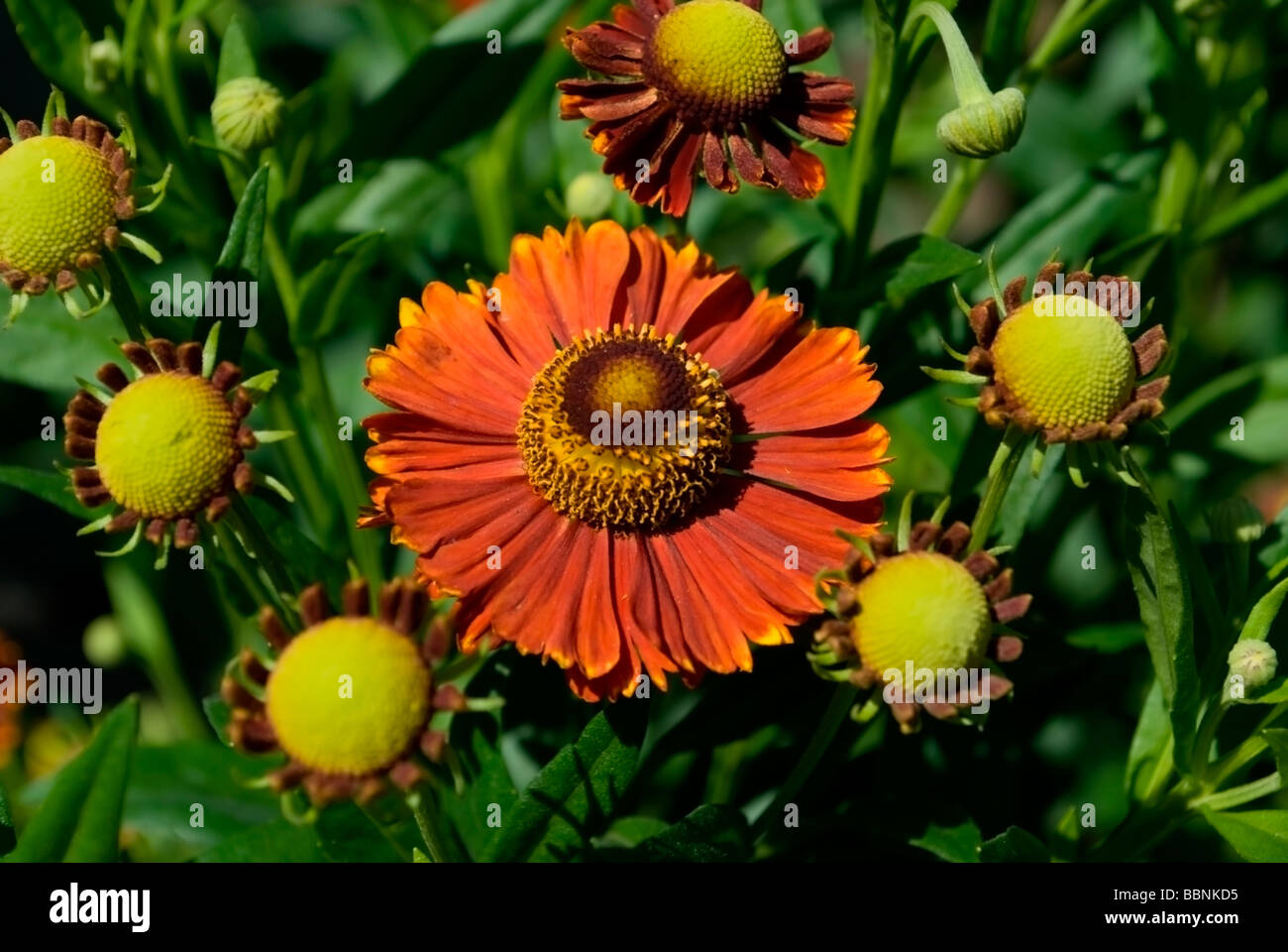 Helenium flower garden blossom hi-res stock photography and images - Alamy