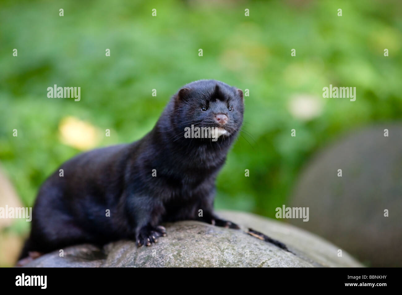 Mink (Mustela vison Stock Photo - Alamy