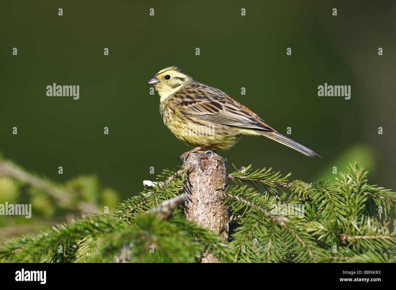 Yellowhammer (Emberiza citrinella; male Stock Photo - Alamy