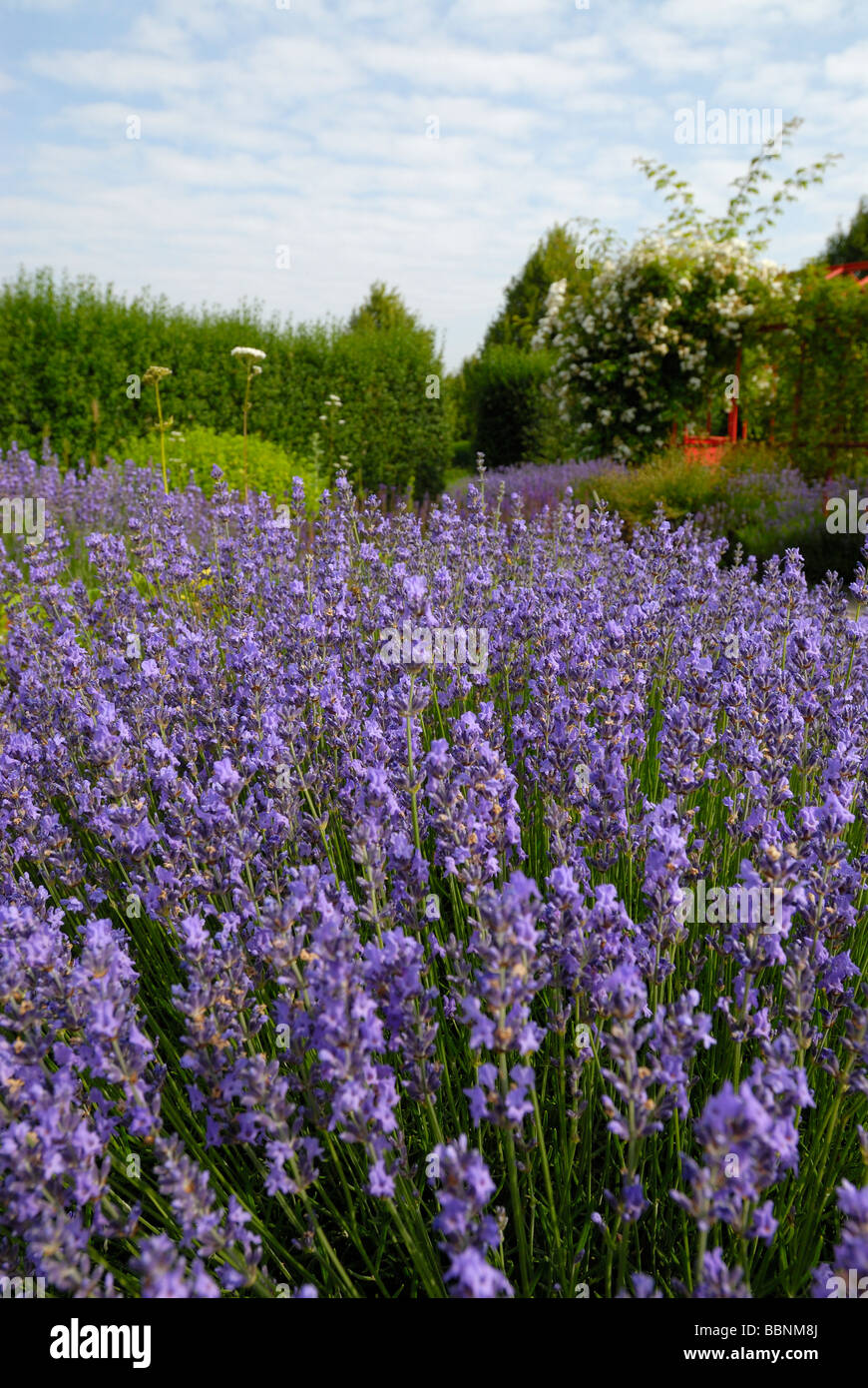 lavender Lavandula angustifolia garden flowers Stock Photo - Alamy