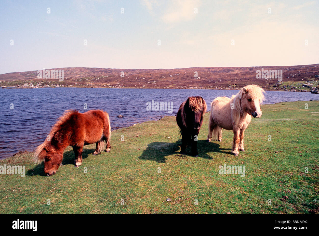 Three Shetland ponies grazing on a wild moor in the evening sun Stock ...