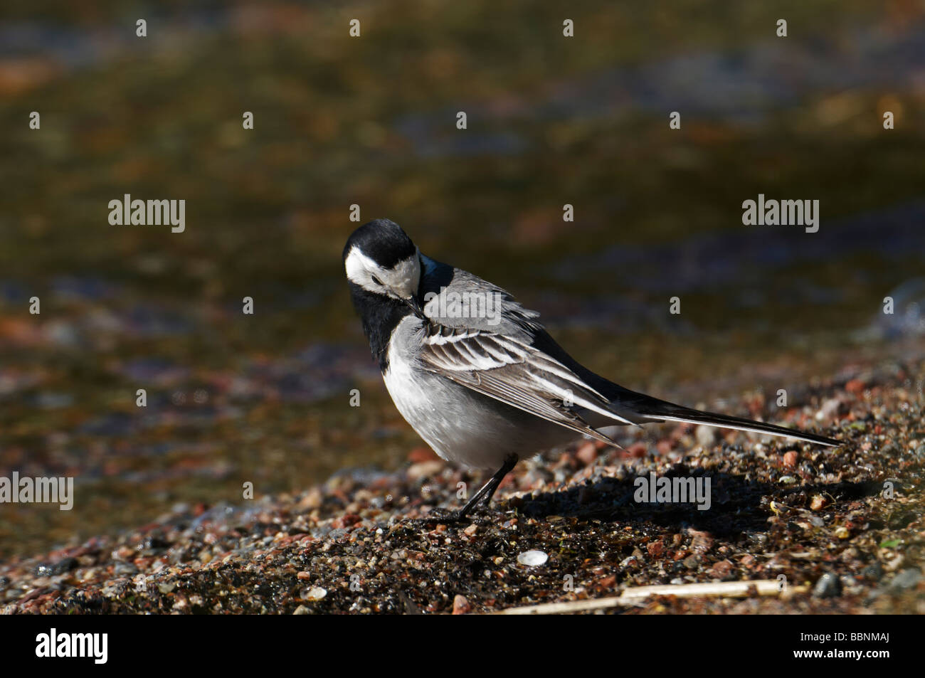 White wagtail (Motacilla alba Stock Photo - Alamy