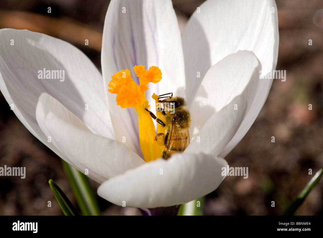 Dutch yellow crocus crocus flavus hi-res stock photography and images ...