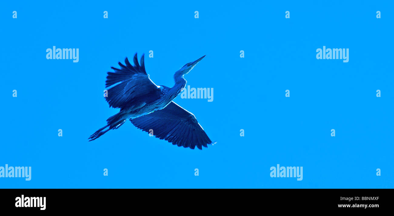 Grey heron in flight Stock Photo - Alamy