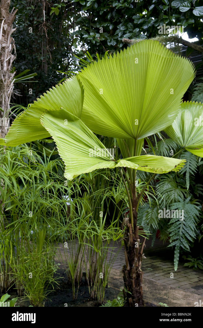 Licuala grandis hi-res stock photography and images - Alamy
