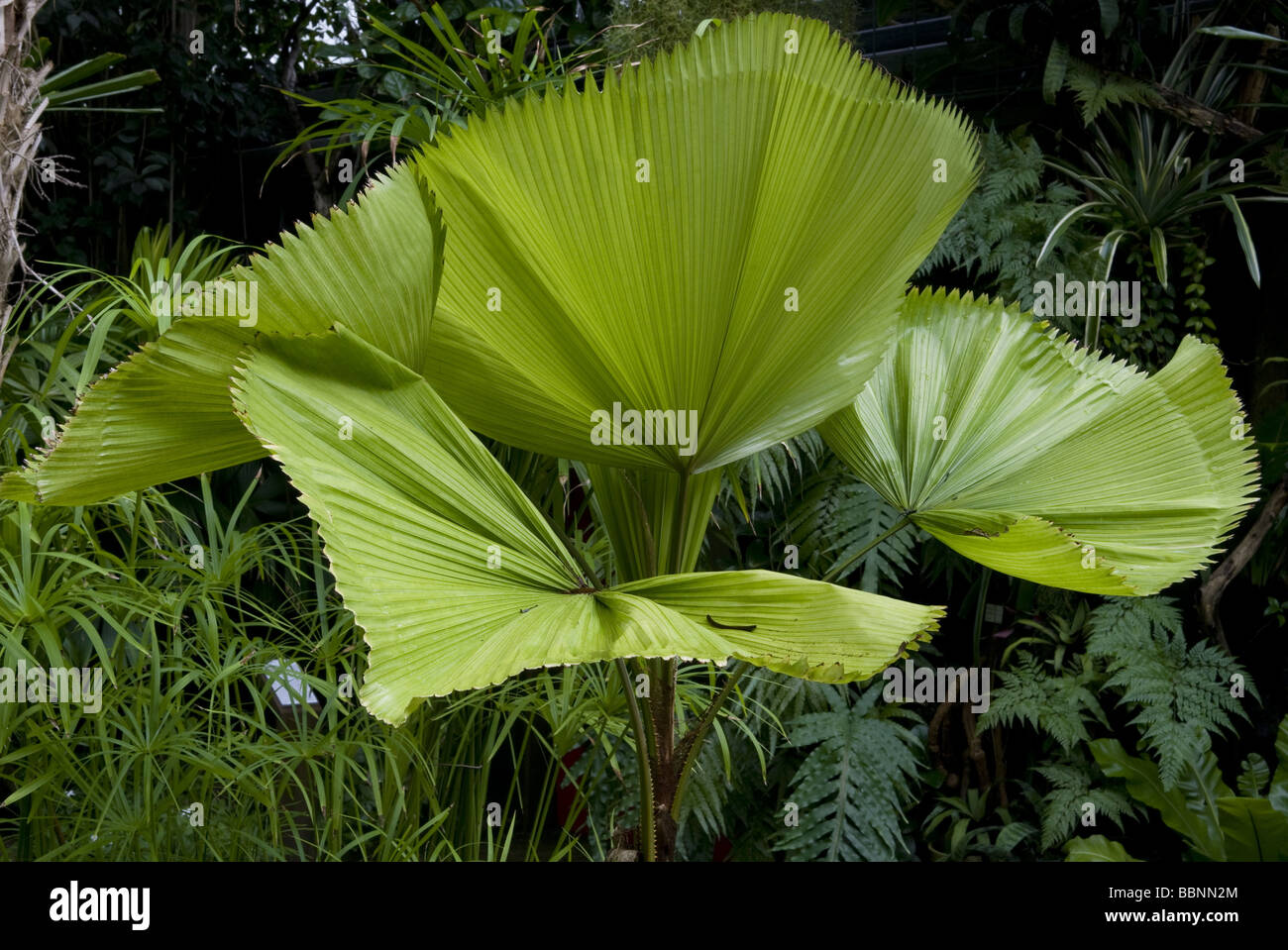 Licuala grandis hi-res stock photography and images - Alamy