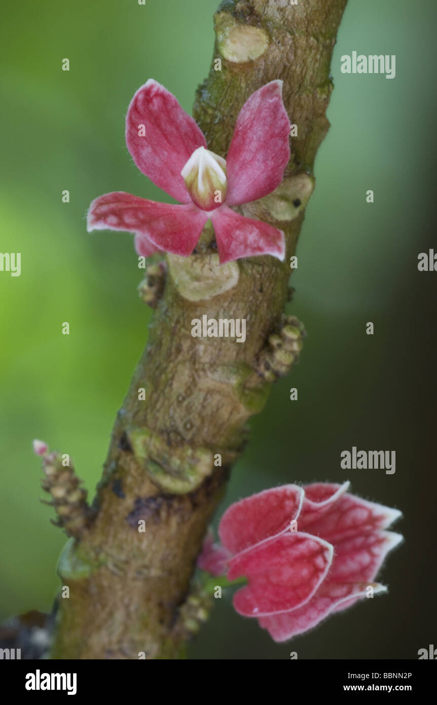 botany, Goethea strictiflora, tropical centre, Brazil, Additional ...