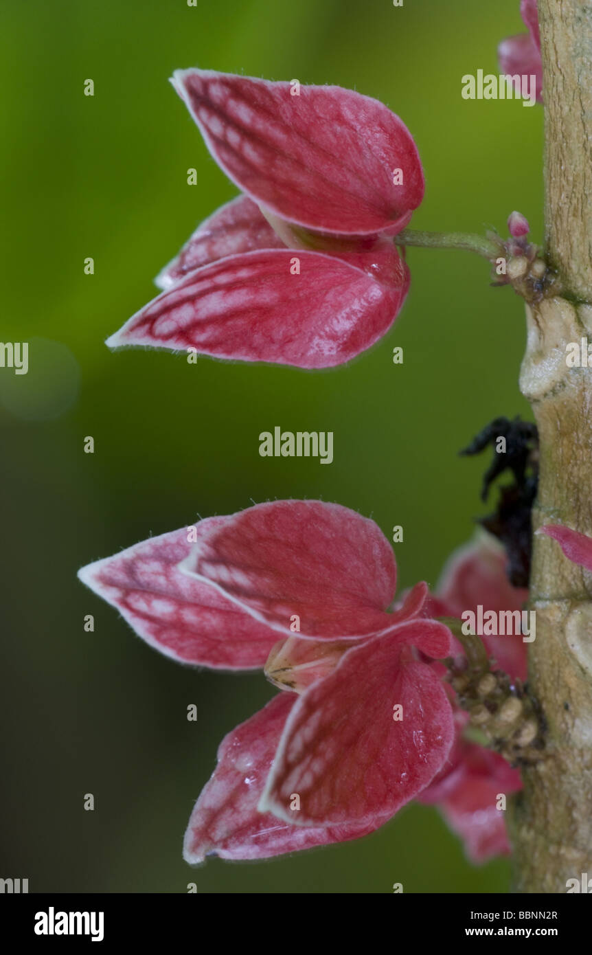 botany, Goethea strictiflora, tropical centre, Brazil, Additional ...