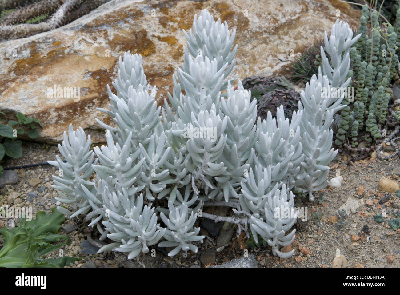 botany, Woolly senecio (Senecio haworthii), , Additional-Rights ...