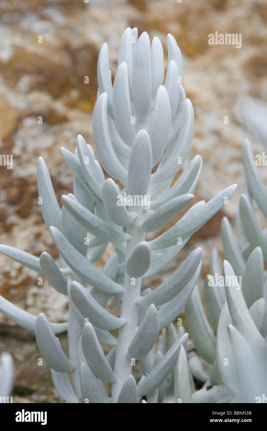botany, Woolly senecio (Senecio haworthii), , Additional-Rights ...