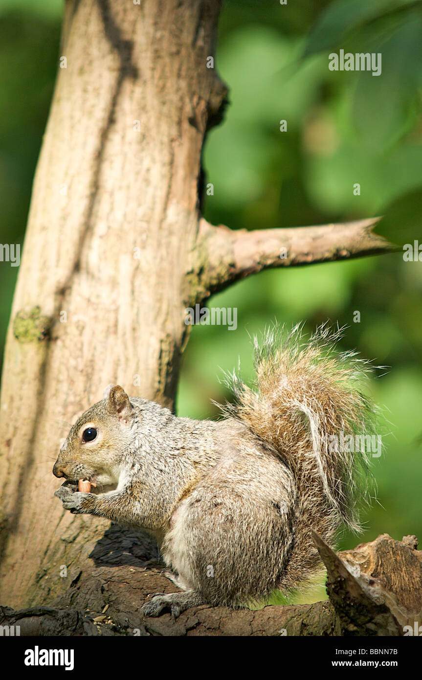 Grey squirrel deciduous woodland hi-res stock photography and images ...