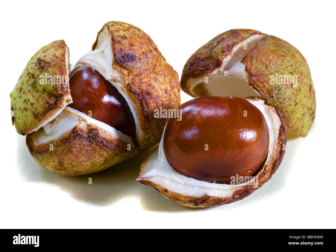 Horse chestnut tree europe hi-res stock photography and images - Alamy