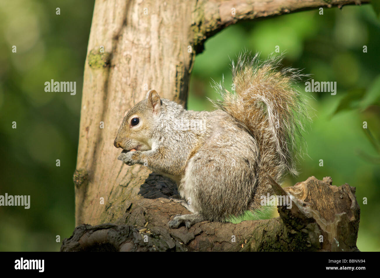 Common grey squirrel Stock Photo - Alamy