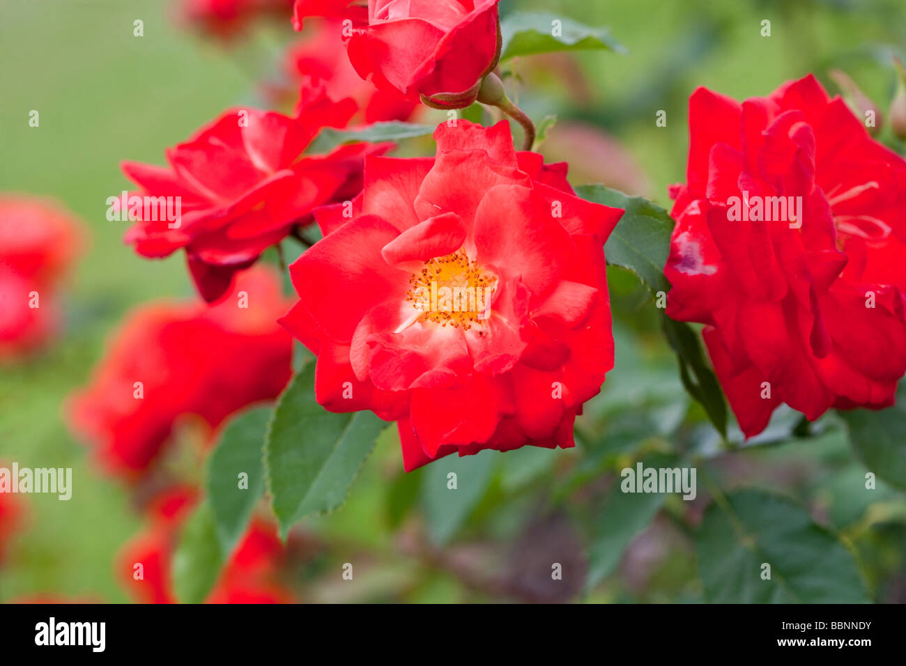 'Orange Sensation' Floribunda Rose, Floribundaros (Rosa Stock Photo - Alamy