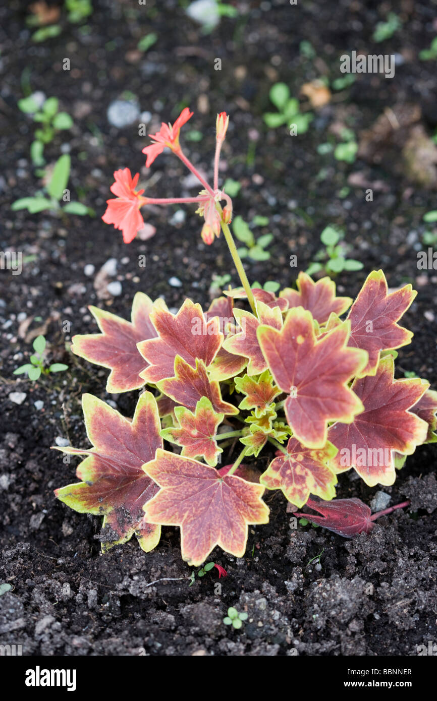 Variegated leaf geranium hi-res stock photography and images - Alamy