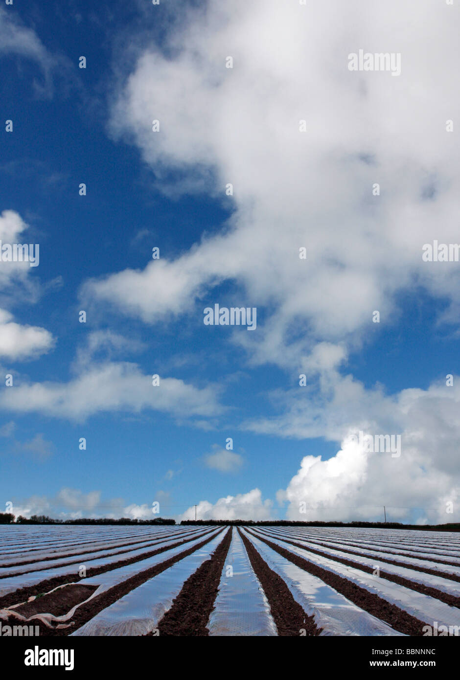 Farming in Pembrokeshire fleece used to warm the soil for early ...