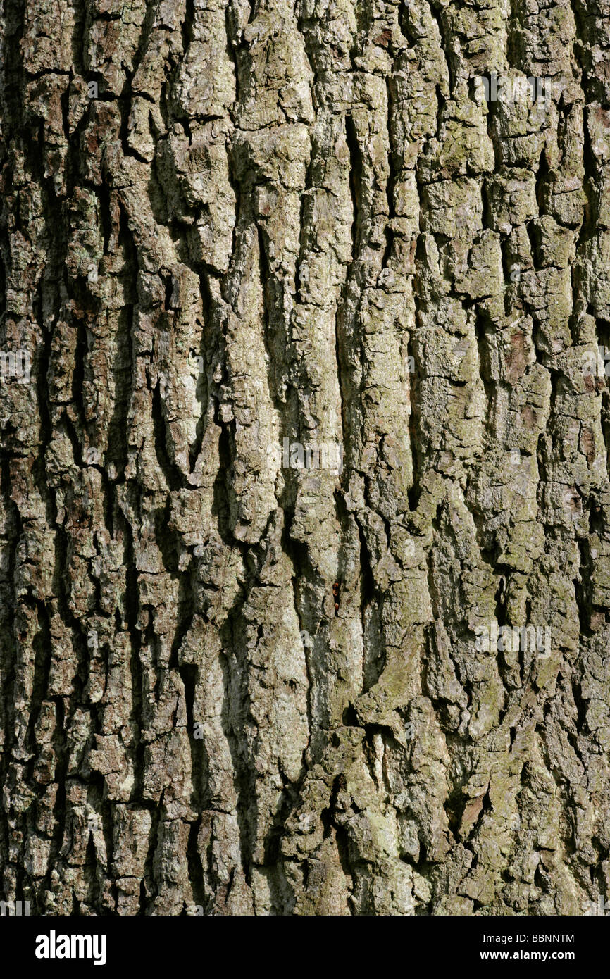 Oak tree bark Stock Photo - Alamy