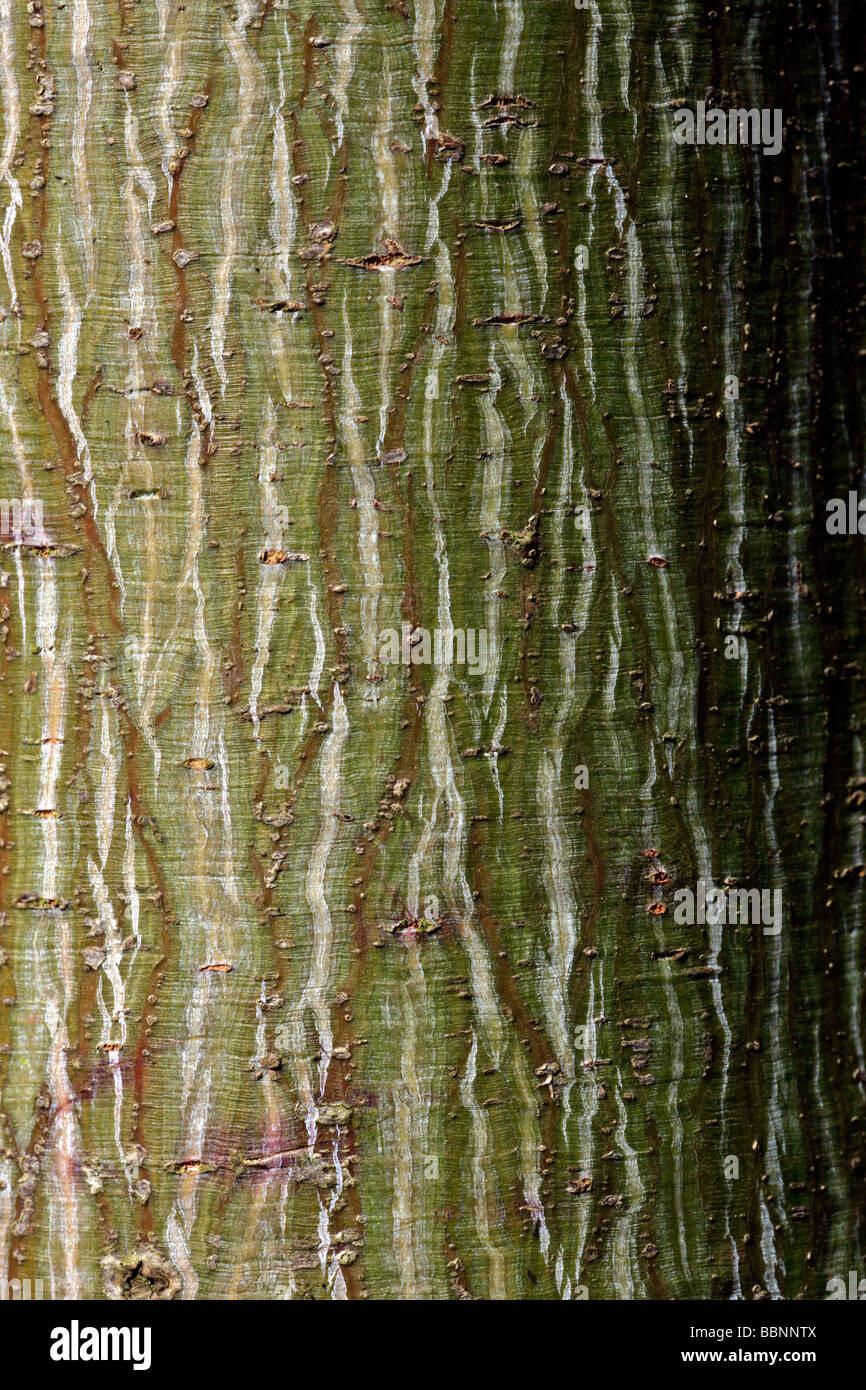 Tree trunk of Acer Pensylvanicum Snake bark Maple Stock Photo - Alamy