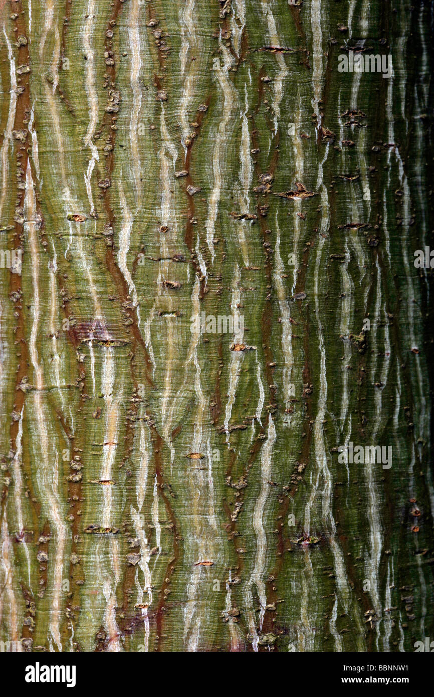 Snake Bark Maple High Resolution Stock Photography and Images - Alamy