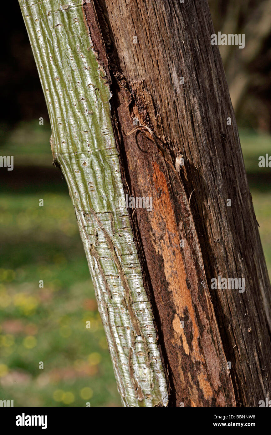 Split Oak Forest High Resolution Stock Photography and Images - Alamy