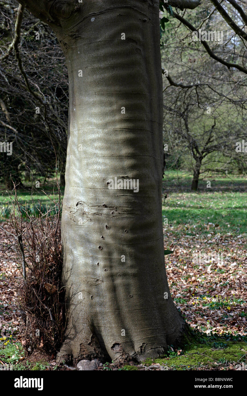 Tree trunk of Fagus Sylvatica f latifolia Stock Photo - Alamy