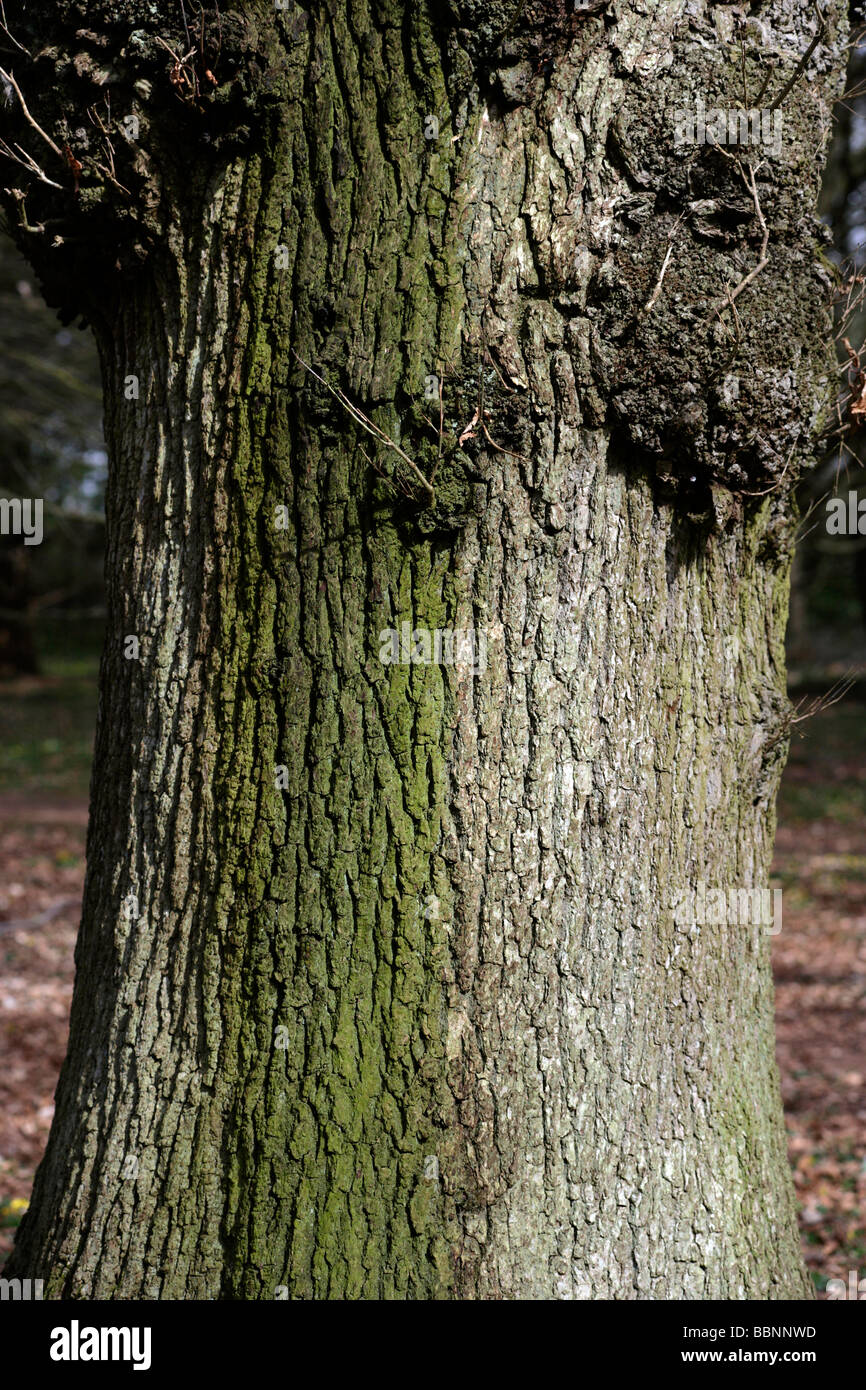 Trunk of English Oak Quercus Robur Stock Photo - Alamy