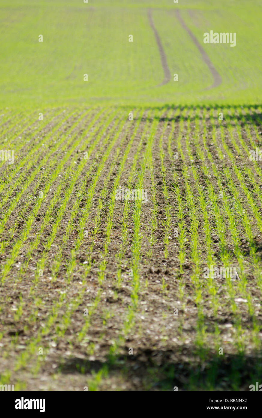 Fields sprouting crops hi-res stock photography and images - Alamy