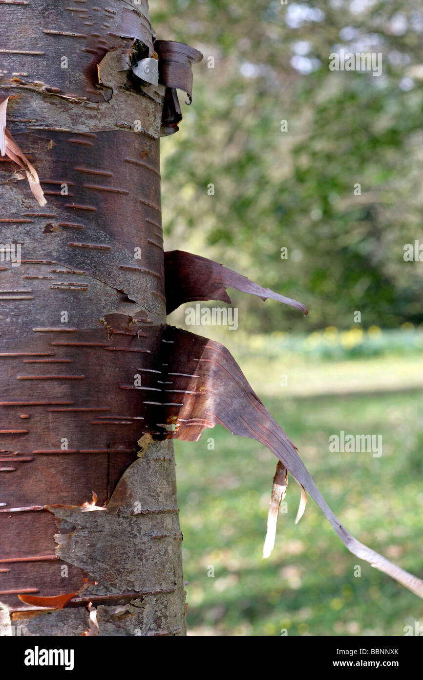 Bark exfoliating hi-res stock photography and images - Alamy