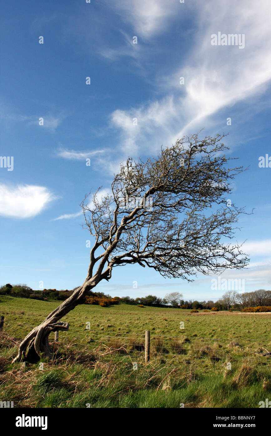 The shape of this Hawthorn tree has been formed by the presence of ...